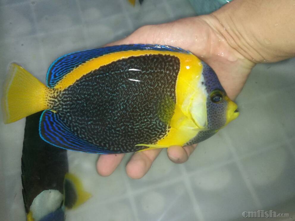 2b鱼,火焰鹰2b鱼(第3页)_大山谷图库