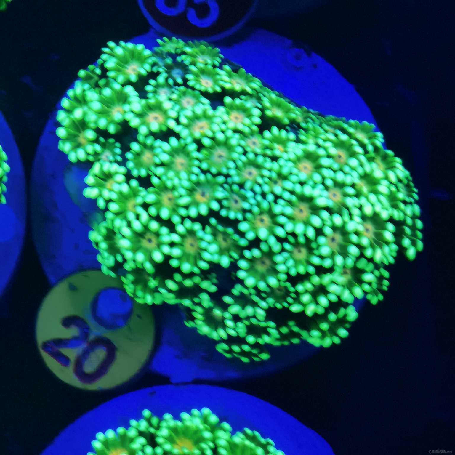 出售粉芯茉莉 全部检疫完成 - 北京地区 - CMF海水论坛 - Powered by Discuz!