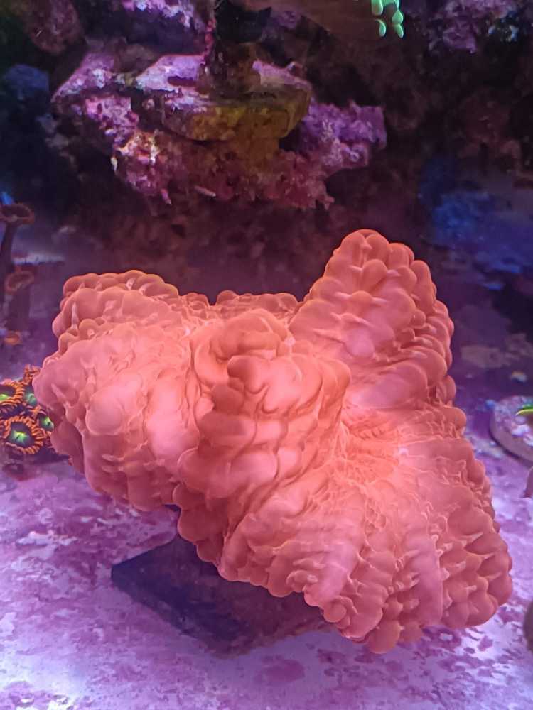 红瓦 晚霞 sunfire 荧光气泡 红水晶脑 - 上海地区 - CMF海水论坛 - Powered by Discuz!