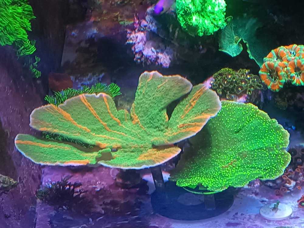红瓦 晚霞 sunfire 荧光气泡 红水晶脑 - 上海地区 - CMF海水论坛 - Powered by Discuz!