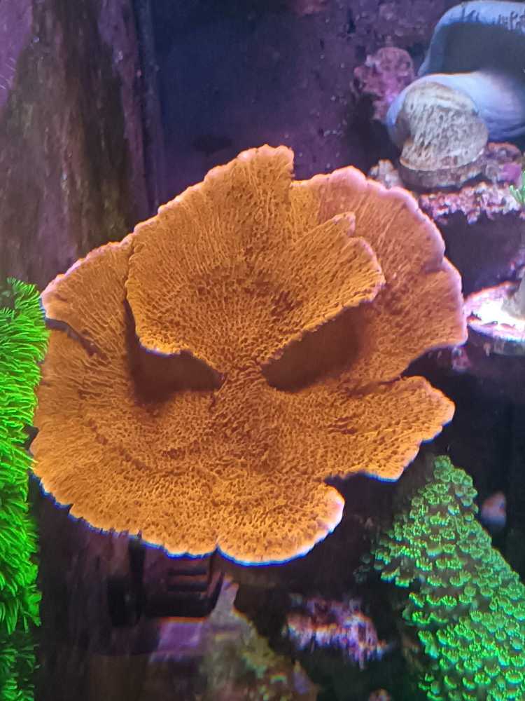 红瓦 晚霞 sunfire 荧光气泡 红水晶脑 - 上海地区 - CMF海水论坛 - Powered by Discuz!