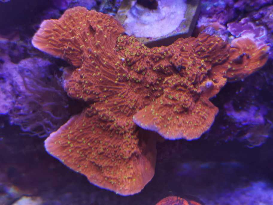 出晚霞之冠，莫妮卡，纽扣，送小羽毛藻！ - 上海地区 - CMF海友论坛 - Powered by Discuz!