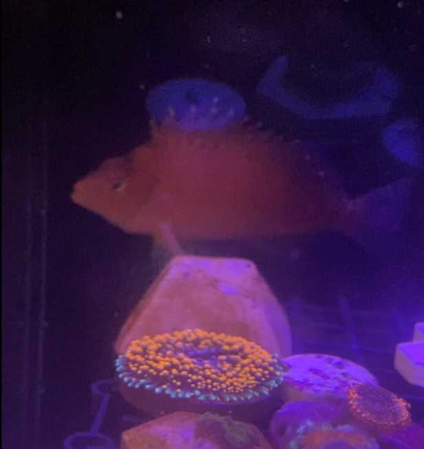 2b鱼近亲 - 北京地区 - CMF海水论坛 - Powered by Discuz!